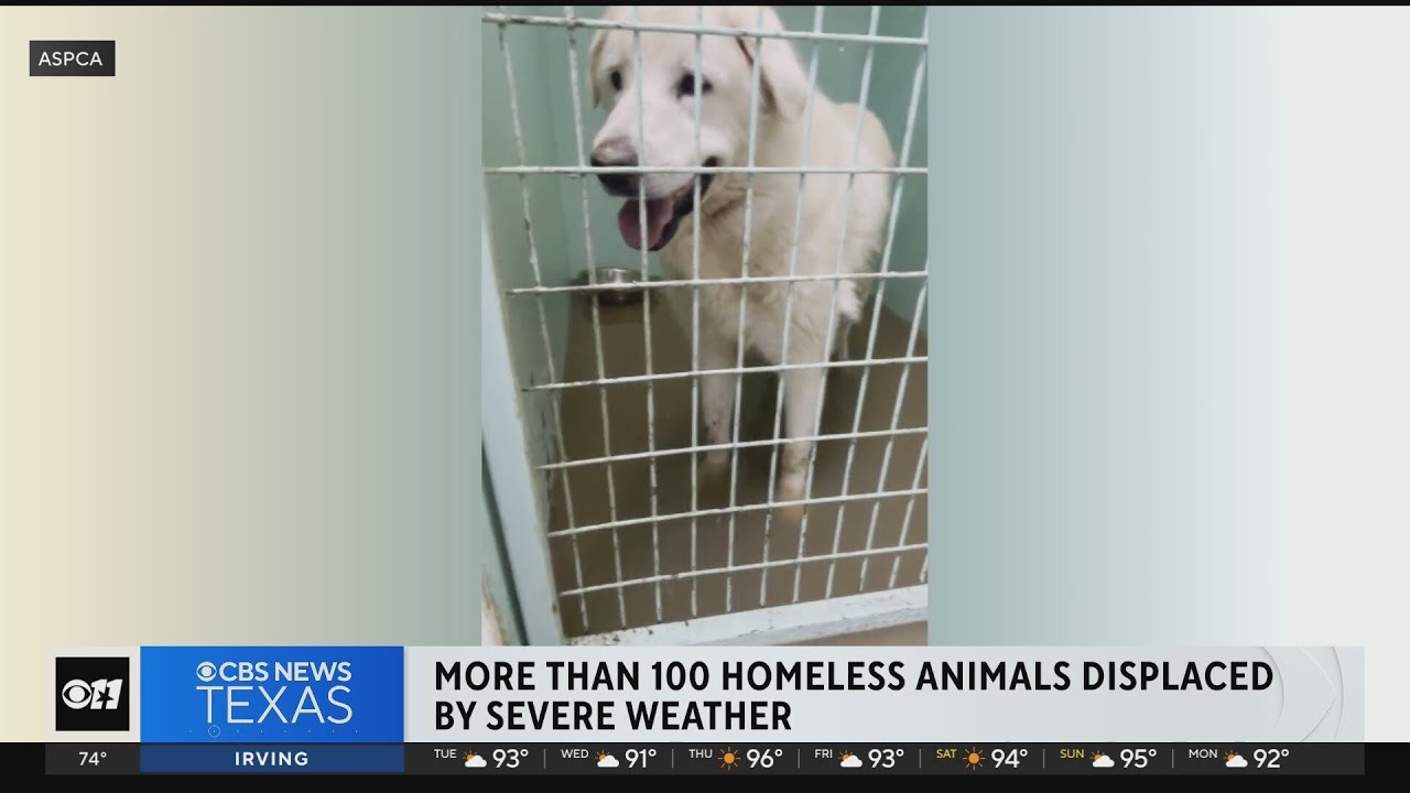 Over 100 homeless animals displaced by severe weather - YouTube