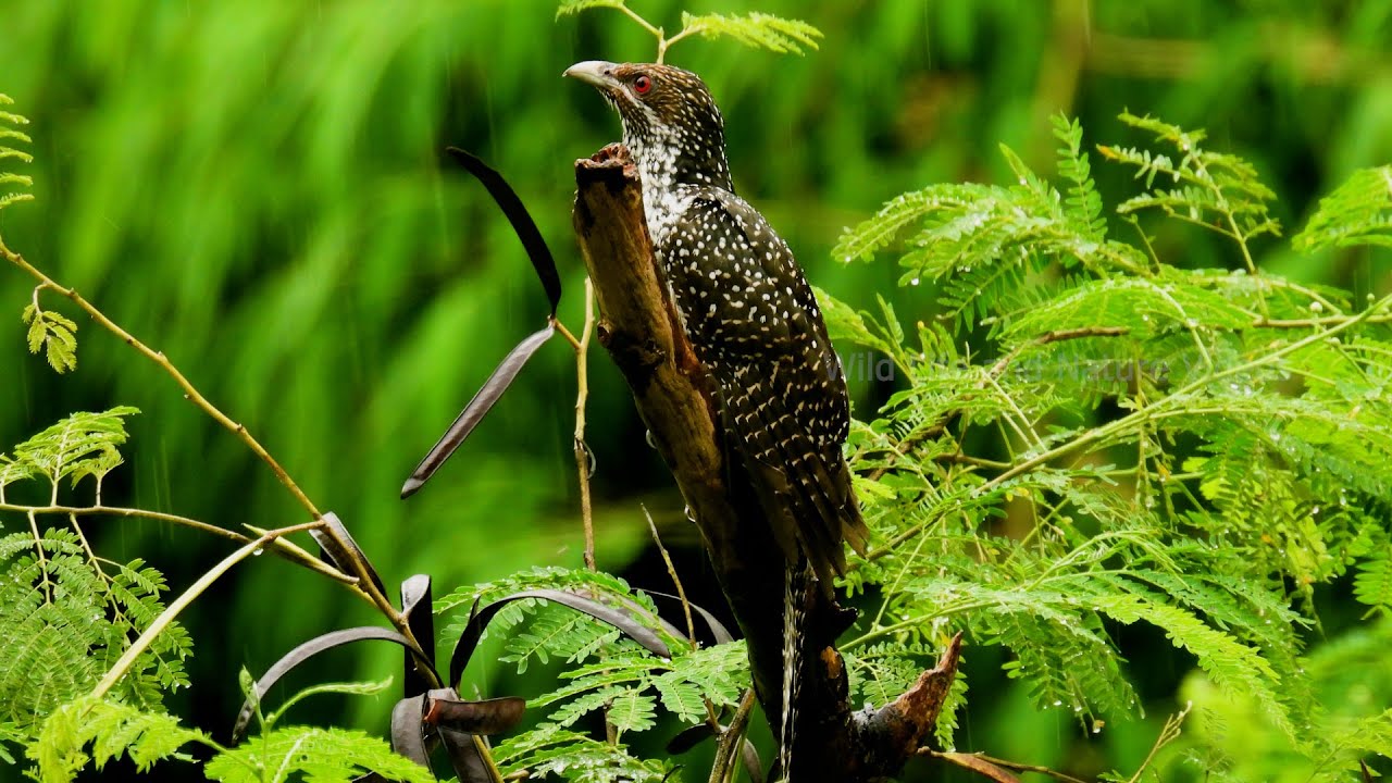 Asian Koel Female | Scientific name: Eudynamys scolopaceus | Asian Koel ...