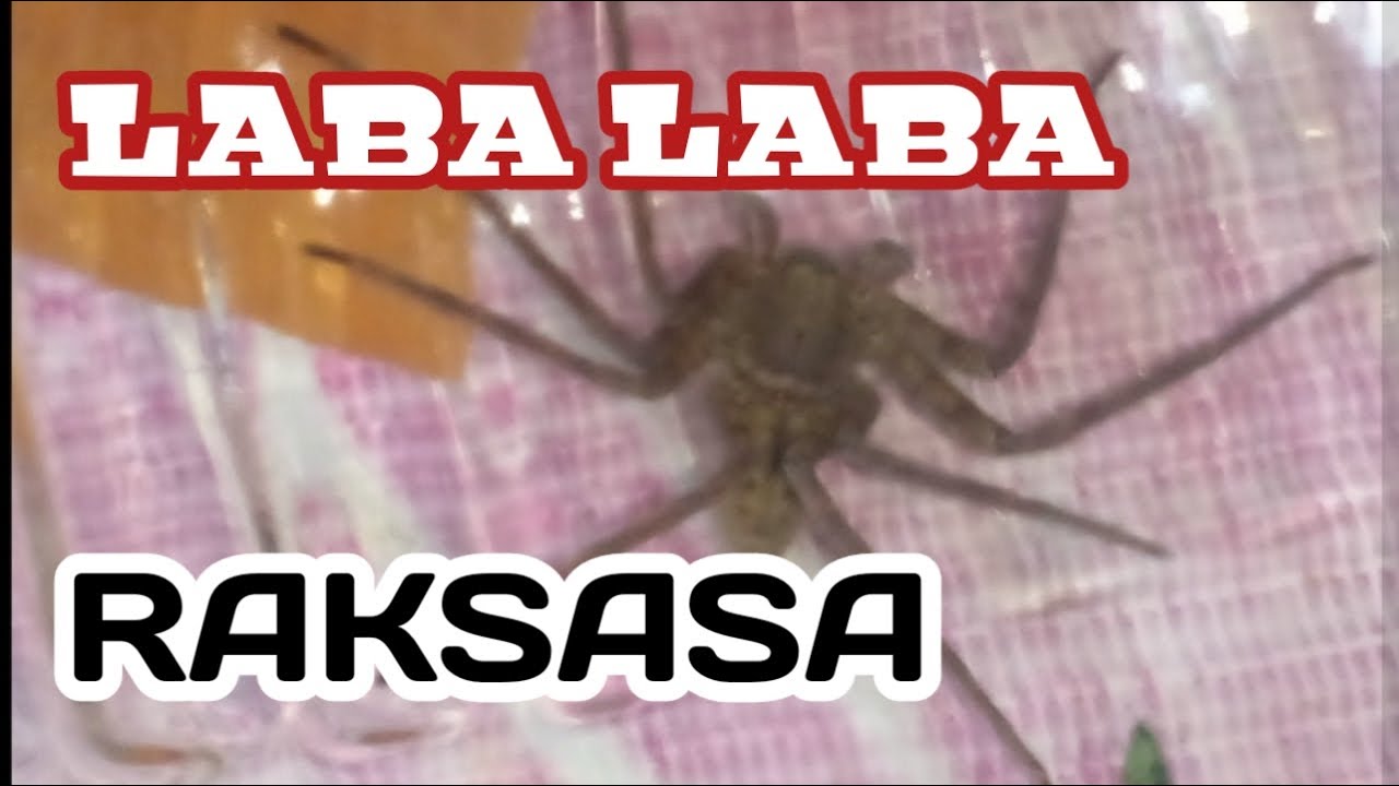 LABA LABA RAKSASA - YouTube