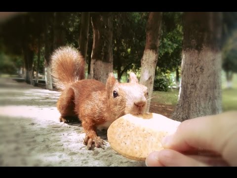 Squirrel eating cookies - YouTube