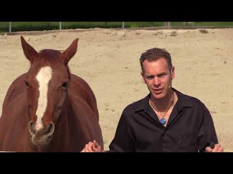 5 Steps To Mastering Liberty with Horses #horse #DonJessop