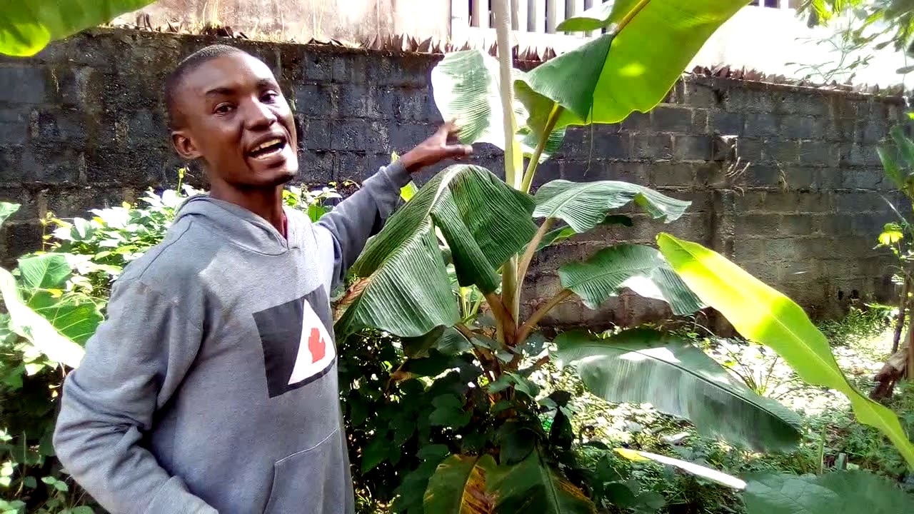 Nigerian Farm Tour - Banana and Plantain Plantation Part 2 - YouTube