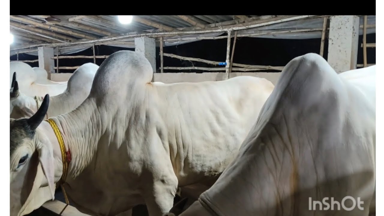 BOGGEST COW COLLECTION OF NAZIR DAIRY FARM FOR BAKRA -EID 2023!! - YouTube