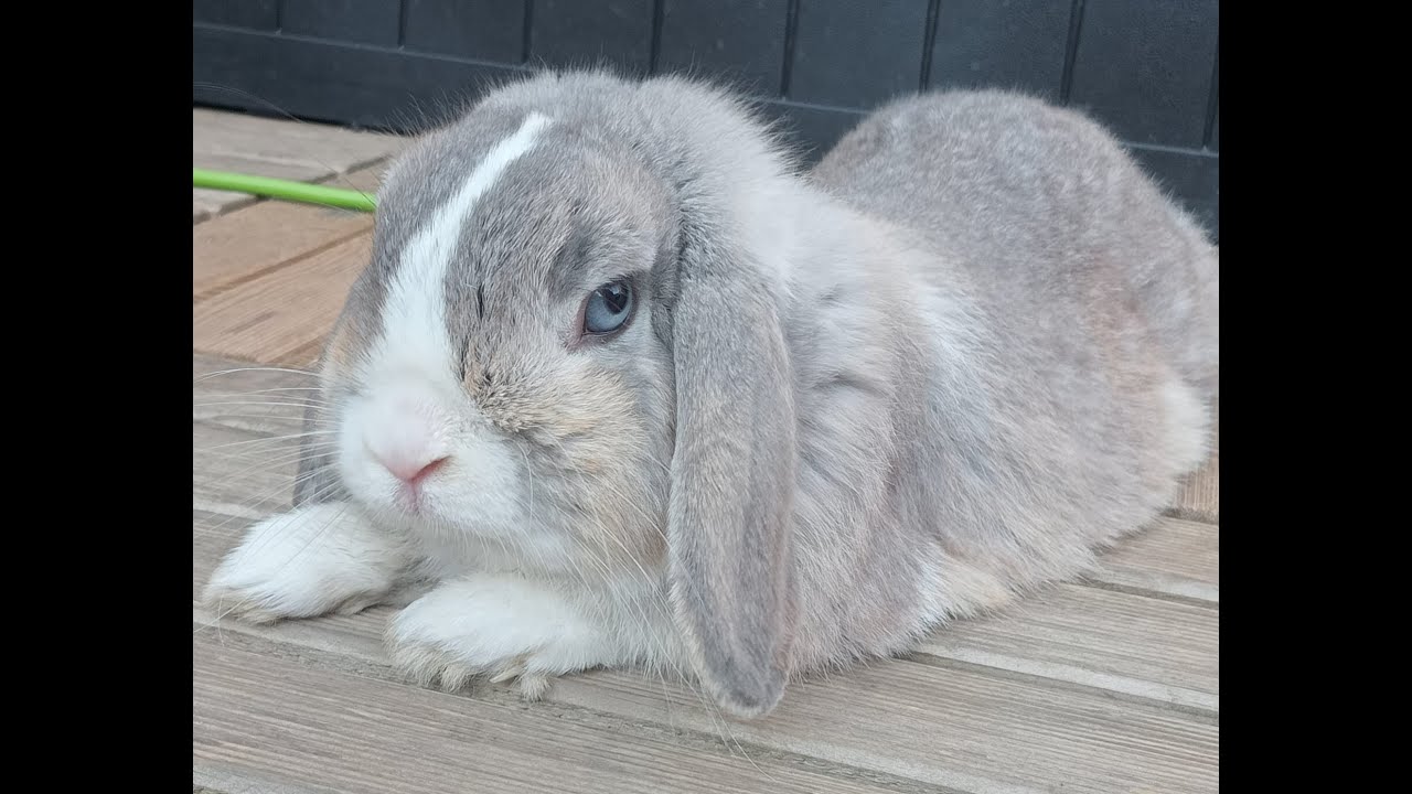 CUTEST Rabbit EVER 😱 | Wholesome Animals | Rabbit Awesome Moment - YouTube