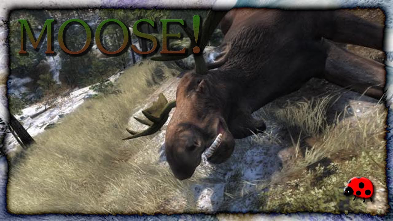 The Hunter Live Stream - Moose charge! - YouTube