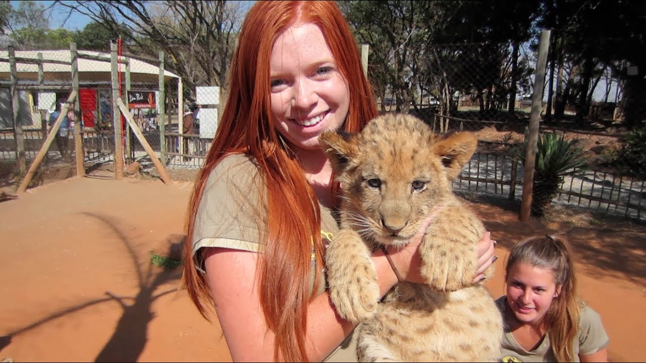 Cute Lion Cubs Playing - YouTube