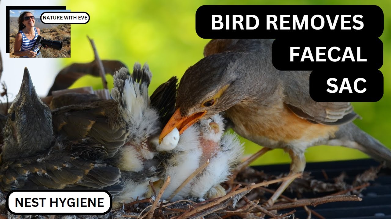 BIRD REMOVES FAECAL SAC - Nest Hygiene #photography #nature #bird # ...