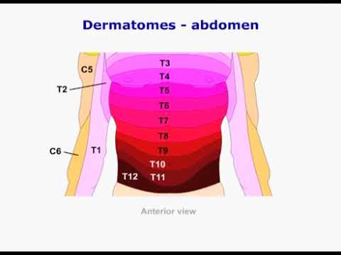 Abdominal reflex demonstration #easyANDcozy - YouTube