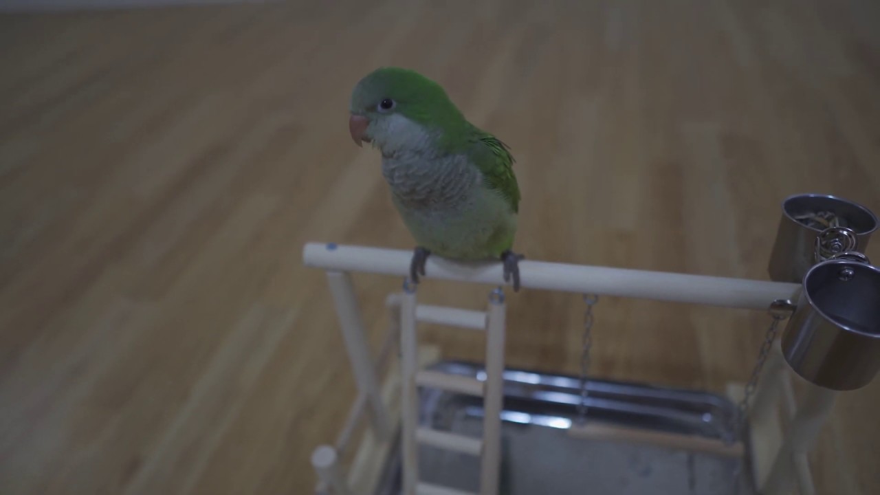 Koko The Quaker Parrot's First Video! - YouTube