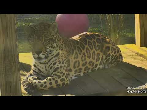 Mr. Manny is on FunCation! Manny jaguar at Big Cat Rescue.