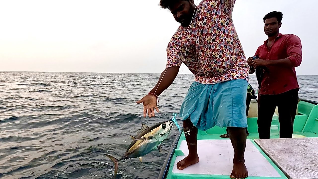 Catching Striped Bonito & Tuna Fish in the Sea - YouTube
