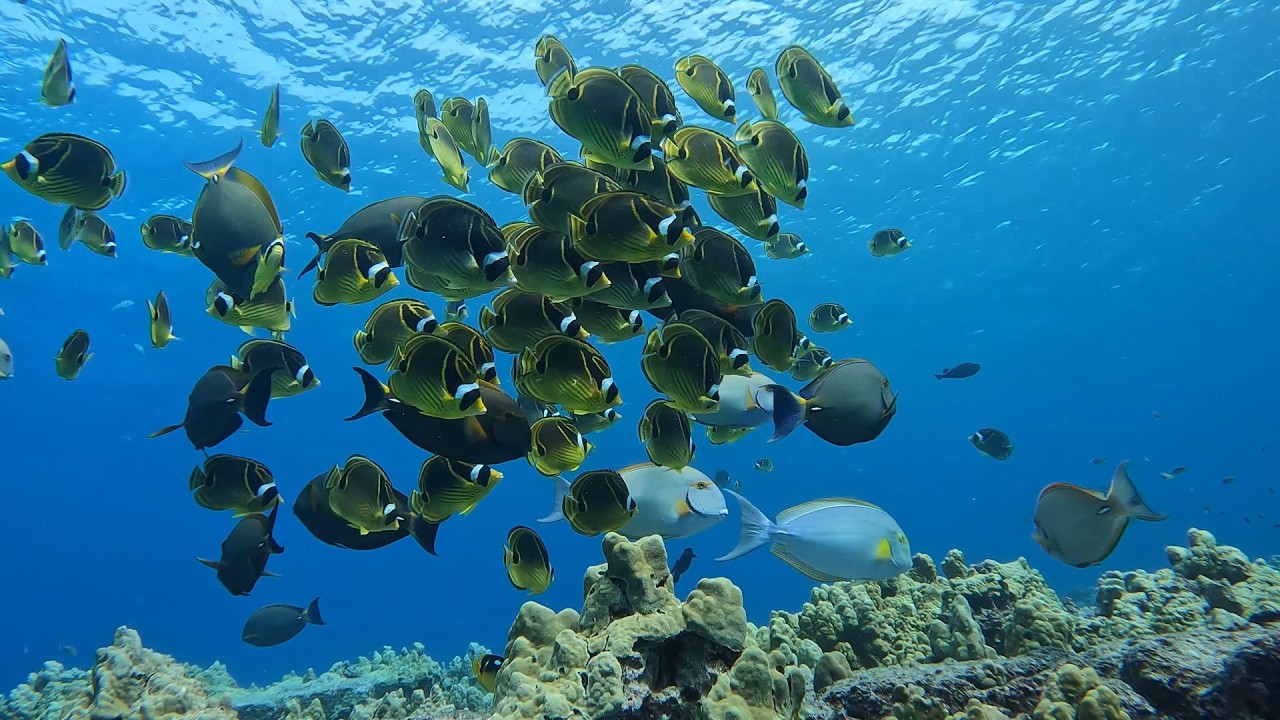 DOLPHINS, SHARKS, MORAY EELS, BIG WAVES, SEA CAVES AND BEAUTIFUL ...