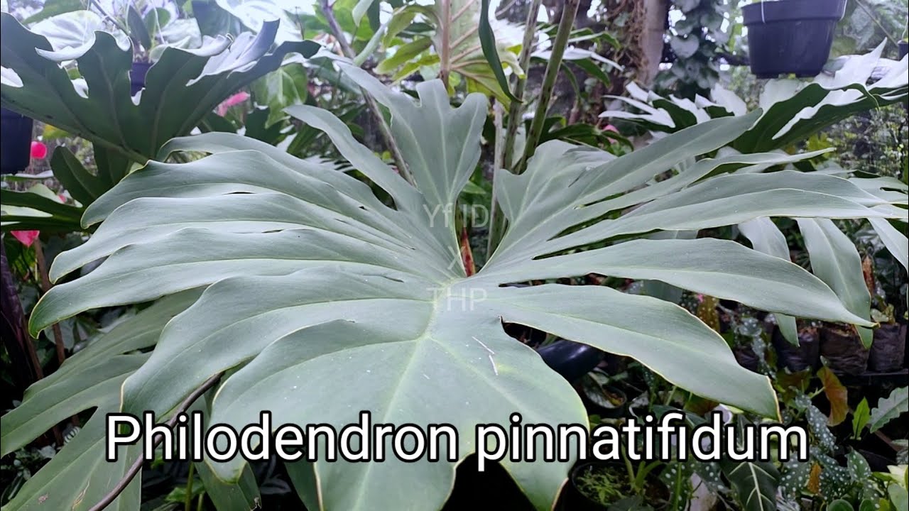 Philodendron Pinnatifidum - YouTube