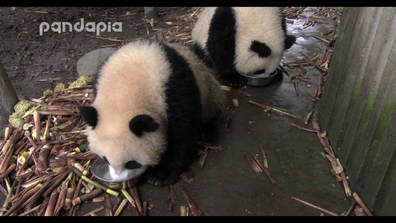Panda cubs drink milk - YouTube