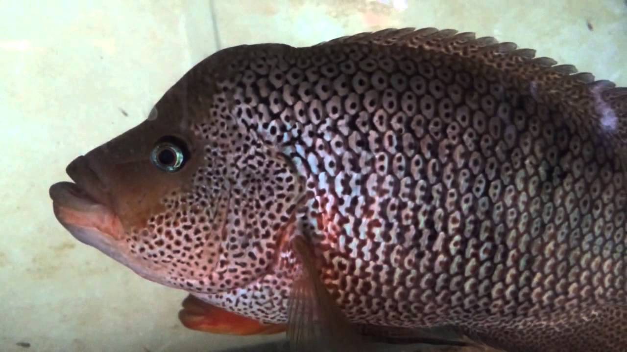 Super Red Tiger Motaguensis cichlid! - YouTube