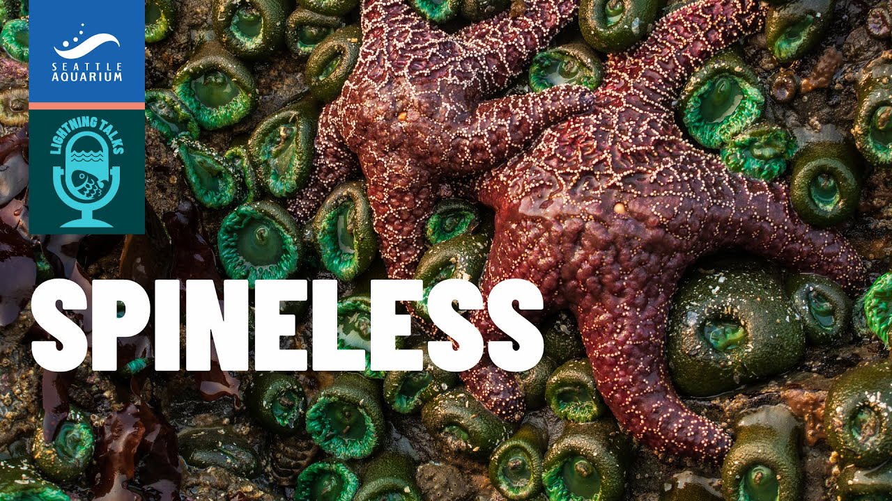 Lightning Talks: Spineless - YouTube