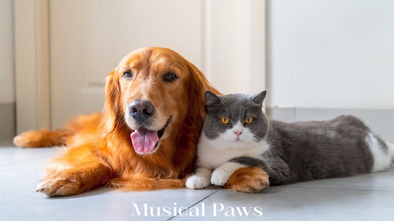 Music that Dog & Cat like: Relaxing Piano for Dog & cat Comfort, Anti ...
