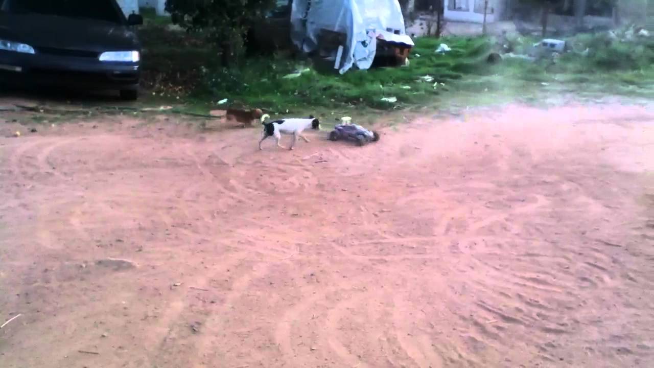 Rustler vxl vs dog - YouTube