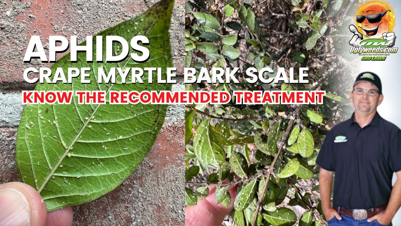 Service Call Aphids, Crape Myrtle Bark Scale with Deep Root Insecticide ...