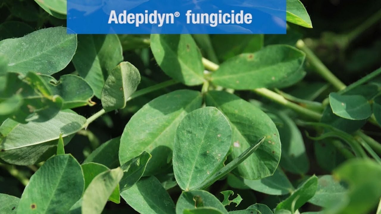 Miravis Fungicide: Exceptional Leaf Spot Control - YouTube