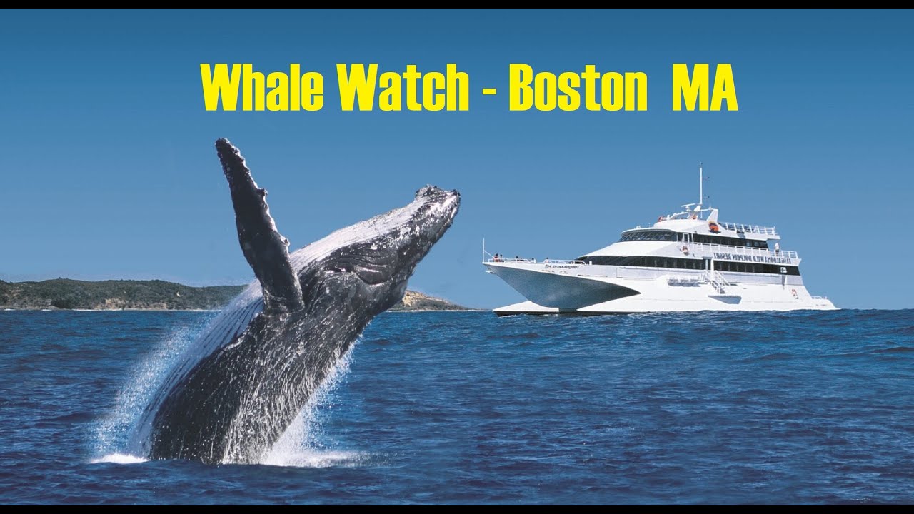 Whale Watch Boston - MA | Jessy Regan Vlog - YouTube