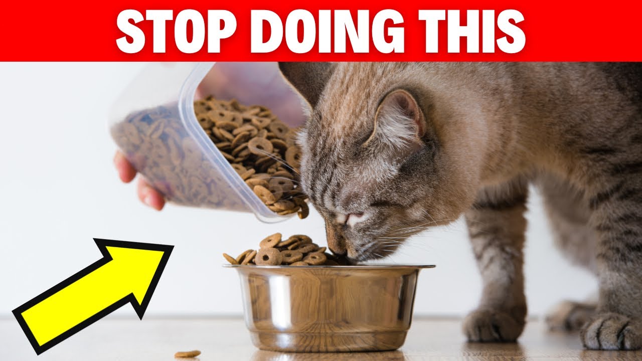 Stop Feeding Your Cat In A Food Bowl (Here’s Why) #catlovers #cat # ...
