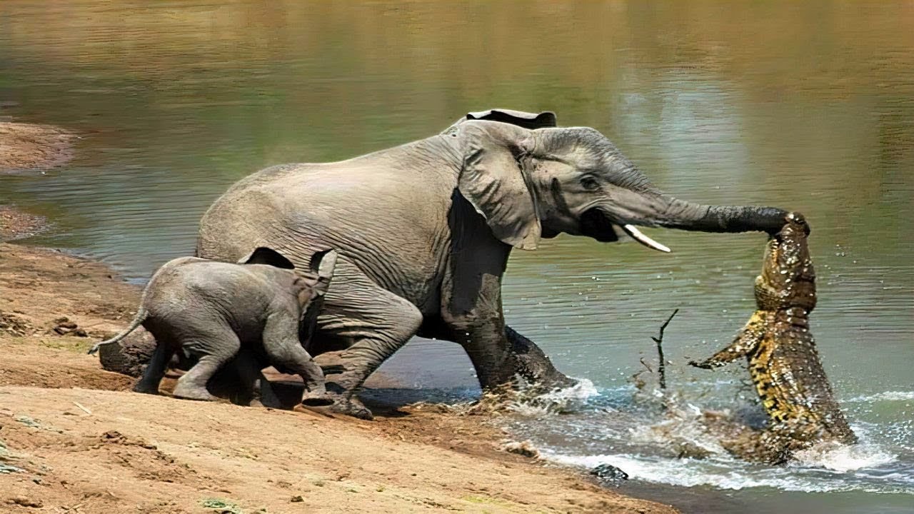 The crocodile attacked the elephant and hippo! Incredible crocodile ...