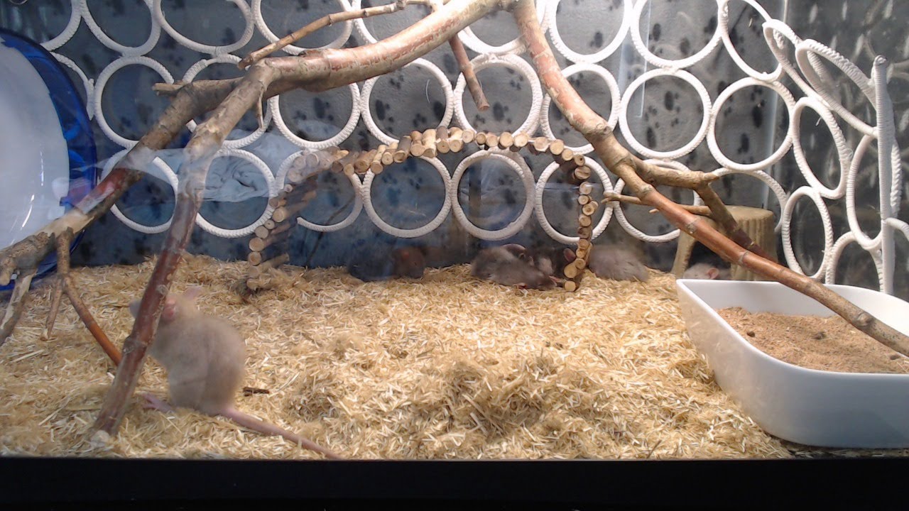 Atlantis Critter Cam #80: 5 Week old baby rats - YouTube
