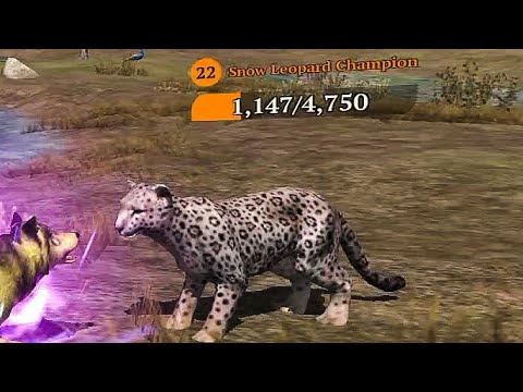 The Wolf - Snow Leopard Champion 🏆 - YouTube