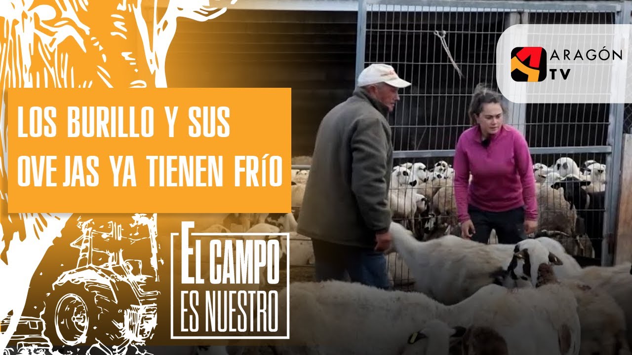 Los Burillo y sus ovejas ya tienen frío. - YouTube