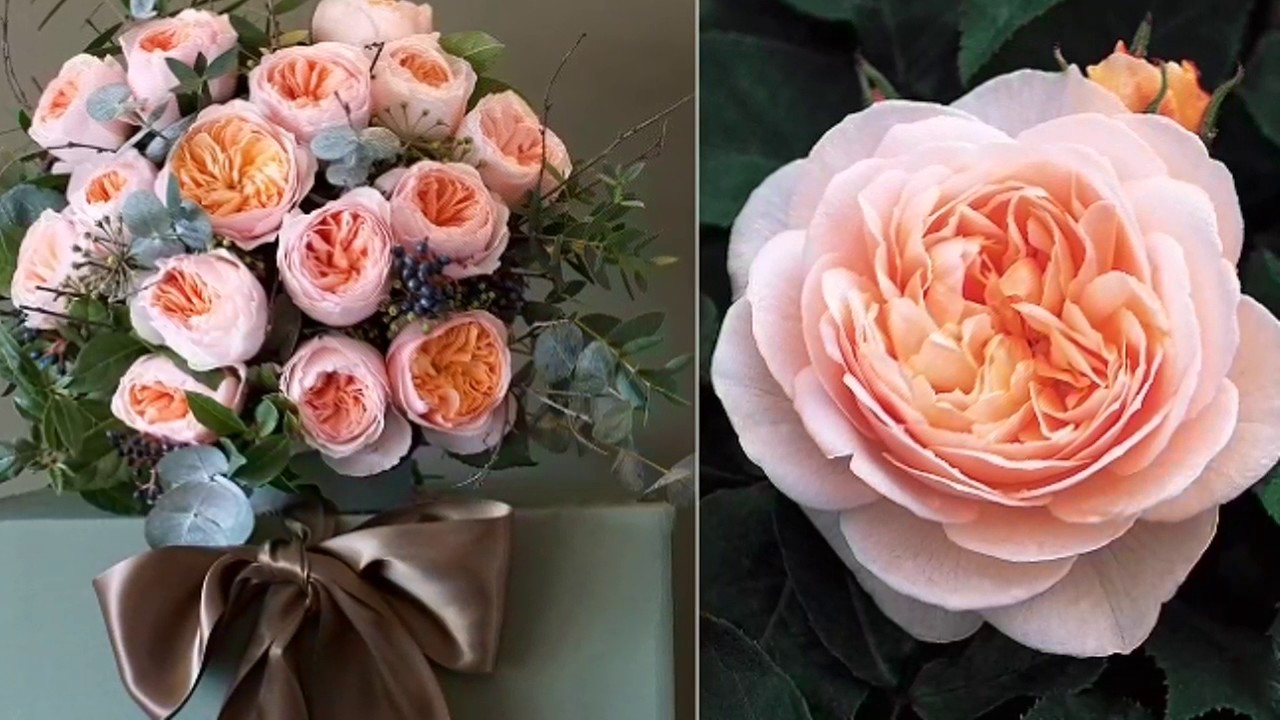 Dunyodaki eng qimmat gullar. - YouTube