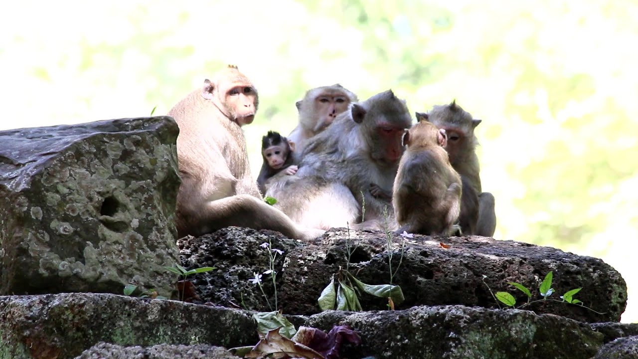 Big family monkeys - YouTube