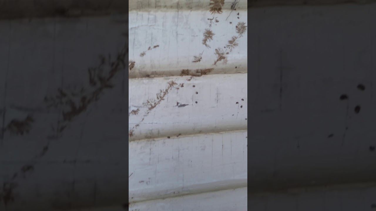 How To Remove Roots From Vines On Your Siding Prior To Painting YouTube how-to-remove-roots-from-vines-on-your-siding-prior-to-painting-youtube