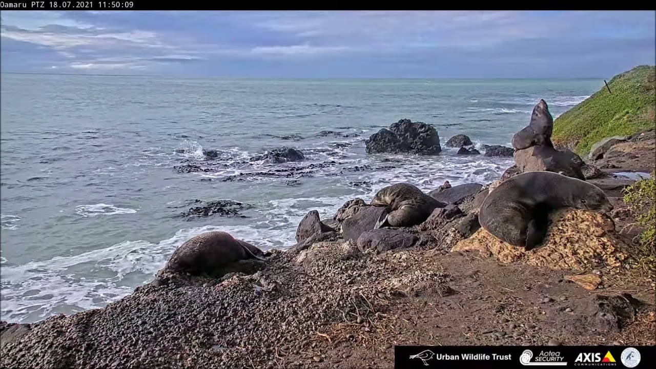 Oamaru Blue Penguin Colony LIVE Cam * Highlights 18th July 2021 ...