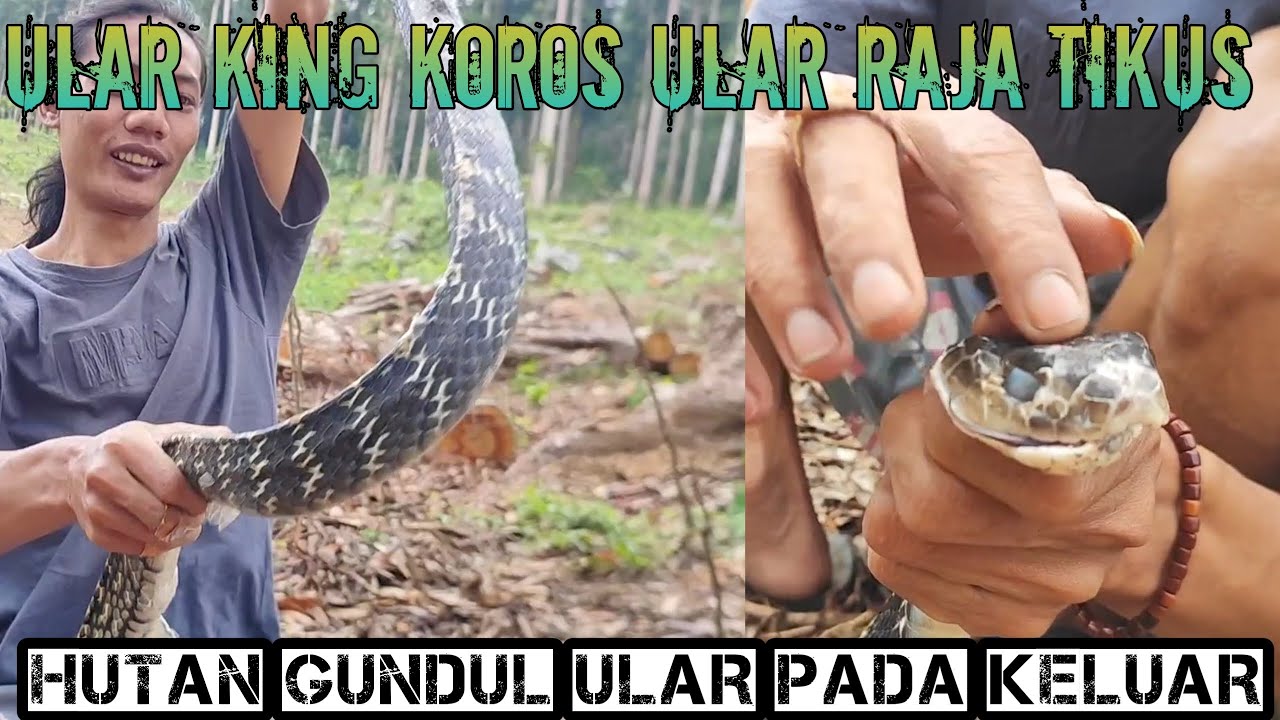 Ular king koros, akibat penebangan hutan ular pada keluar #ularbesar # ...
