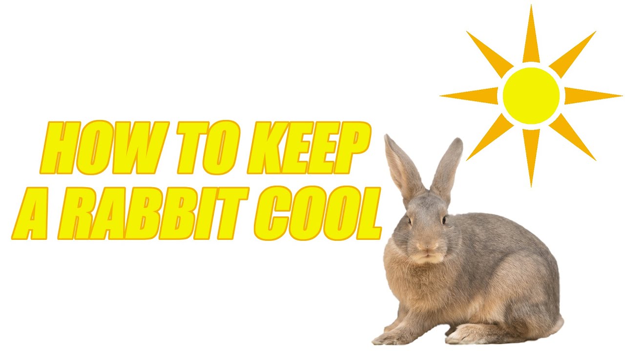 How To Keep A Rabbit Cool - YouTube