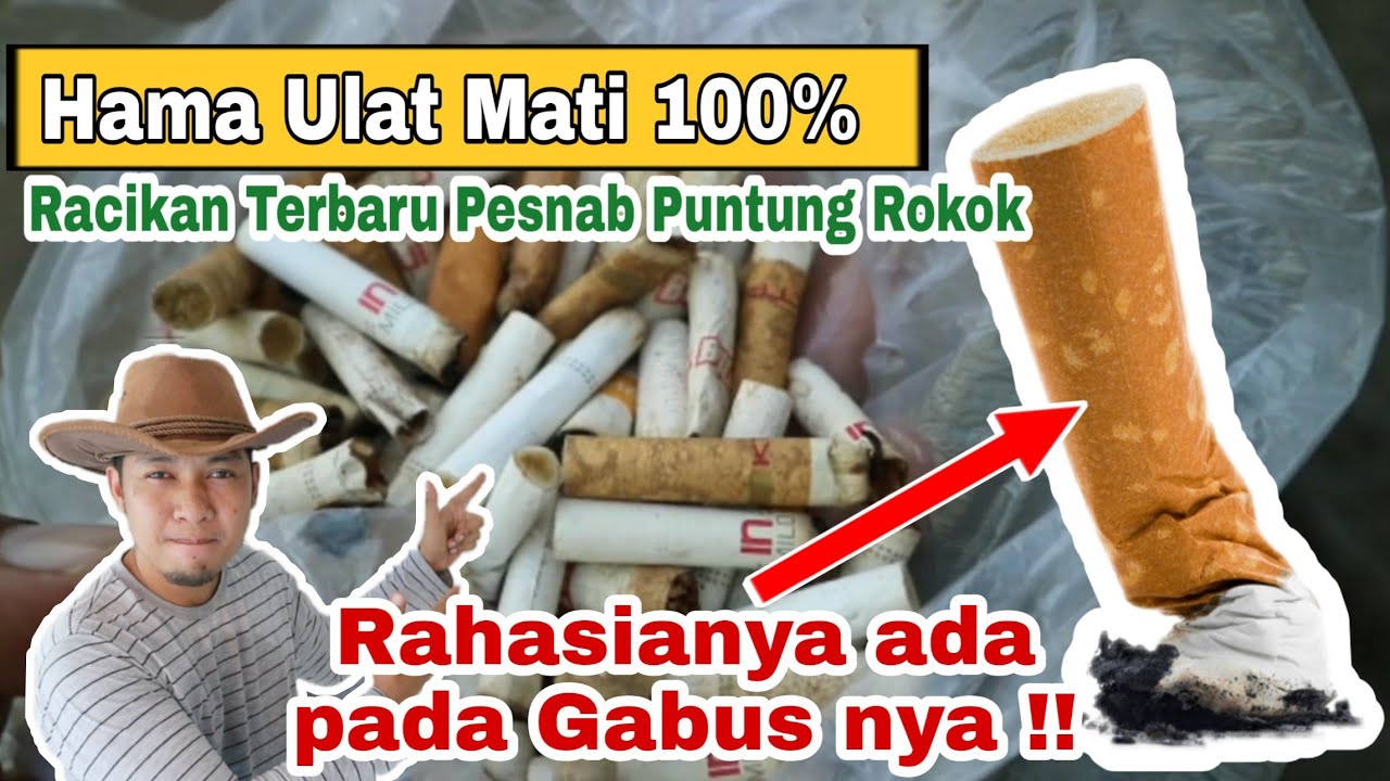 Ulat Perusak Daun MUSNAH 100%, NGERI nya Racun Busa/gabus Rokok untuk ...