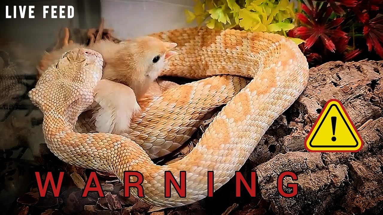 Snake's Euthanising Live Bird's : *WARNING* LIVE FEED | PART 1 - YouTube
