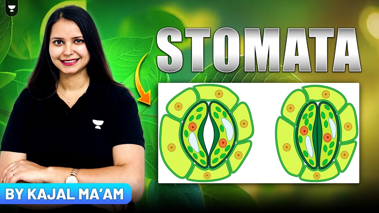 Class 10 Biology - Stomata: Structure and Function | Kajal mam - YouTube