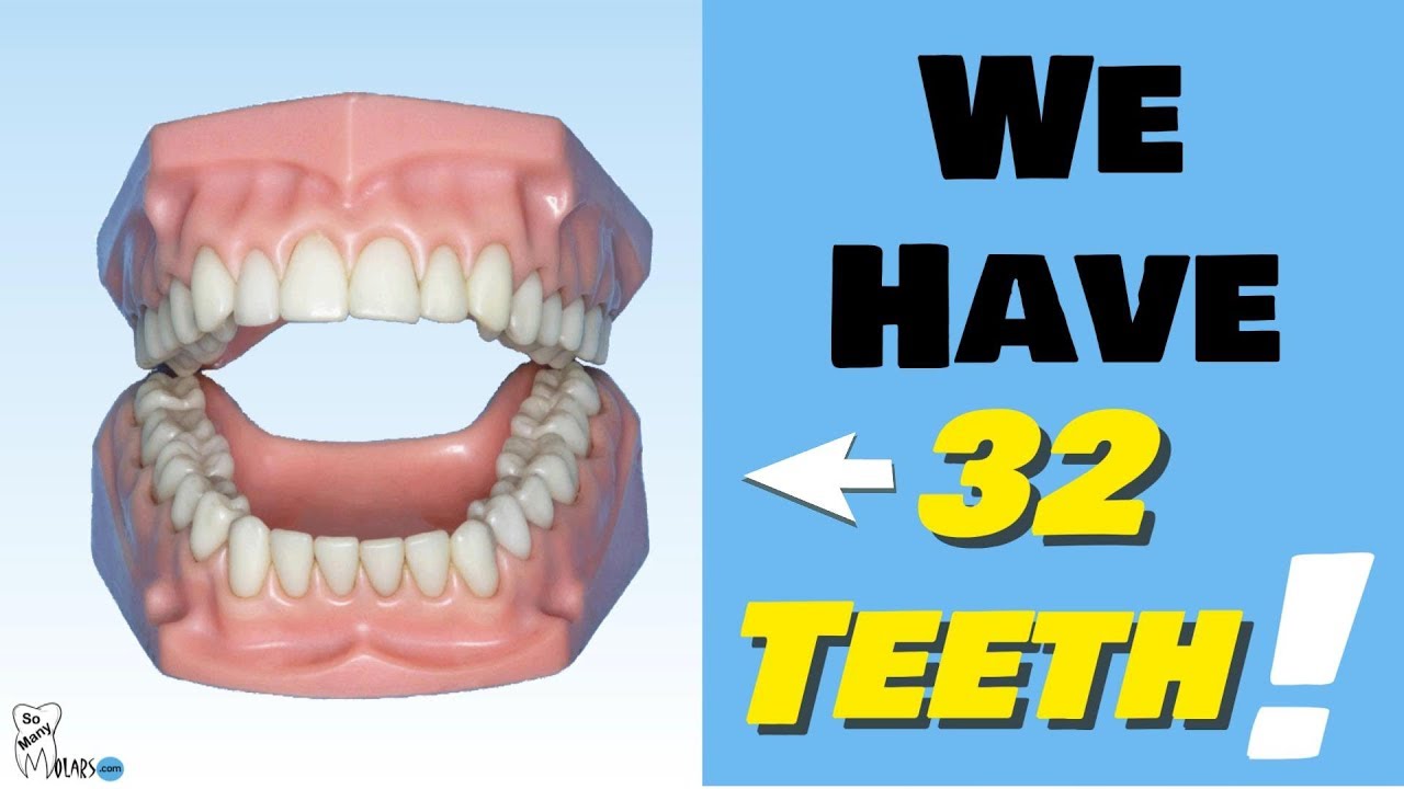 Each Tooth Has a Job - YouTube