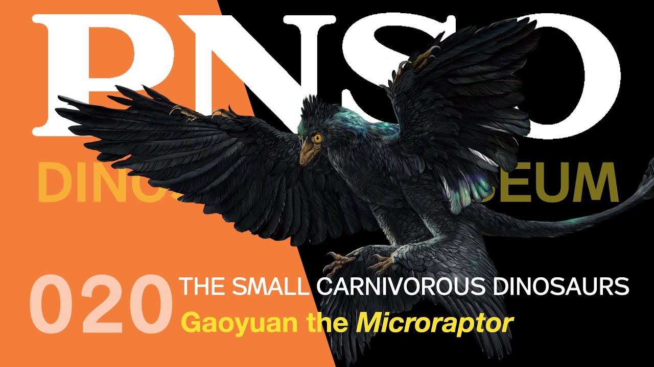 020 Gaoyuan the Microraptor | The Small Carnivorous Dinosaurs | PNSO ...