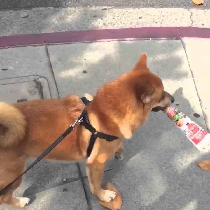 Dog Dances on the Sidewalk - YouTube
