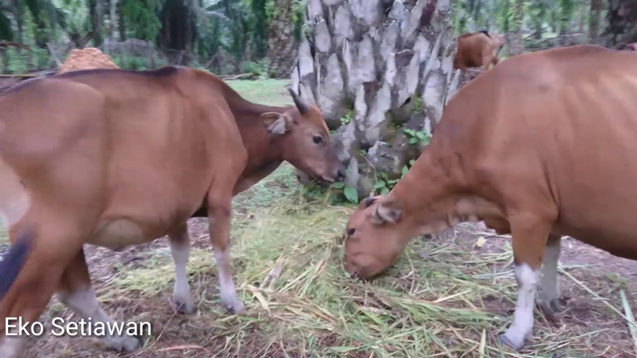 Vlog Sapi -sapi Bali Asli Indonesia Kreaktif Buat Konten Silahturami ...