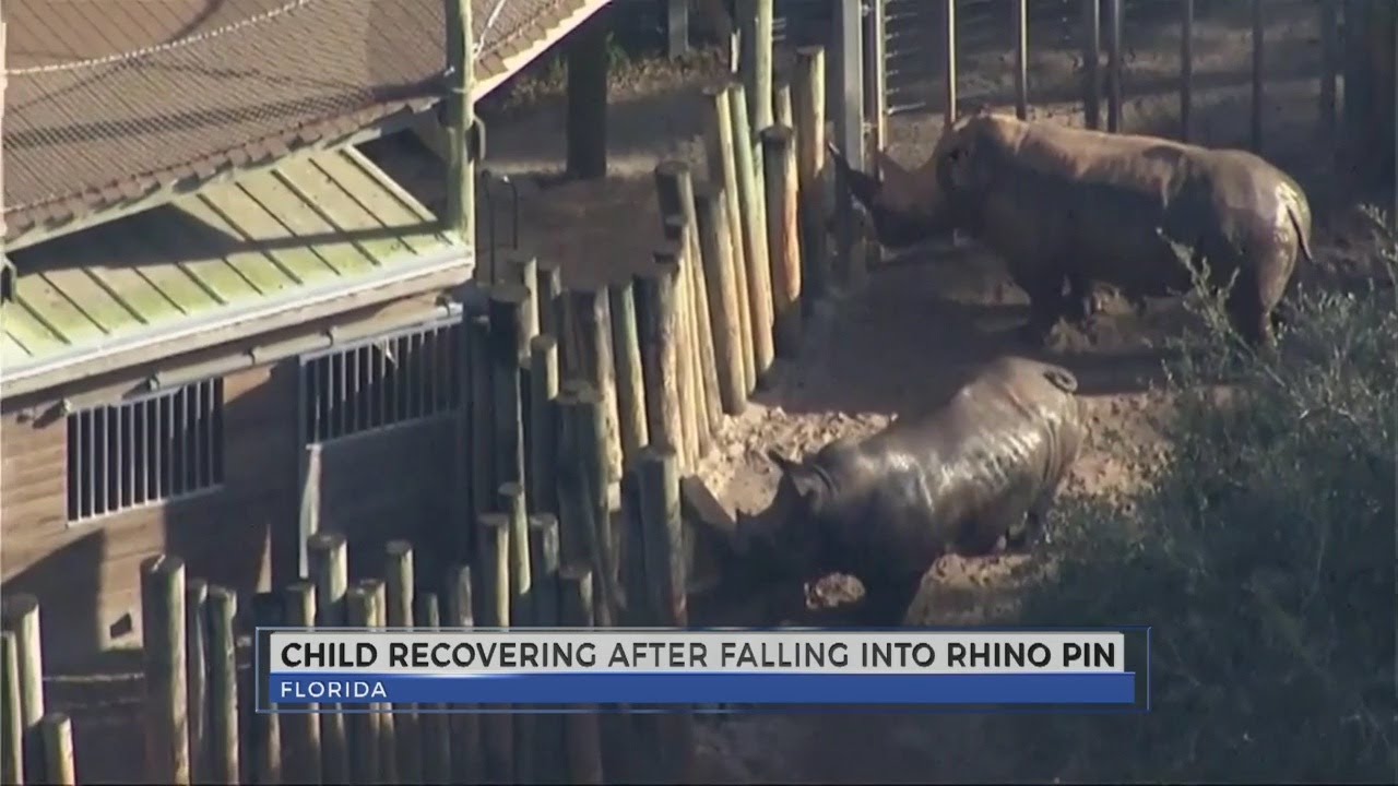 Toddler falls into rhino pit - YouTube