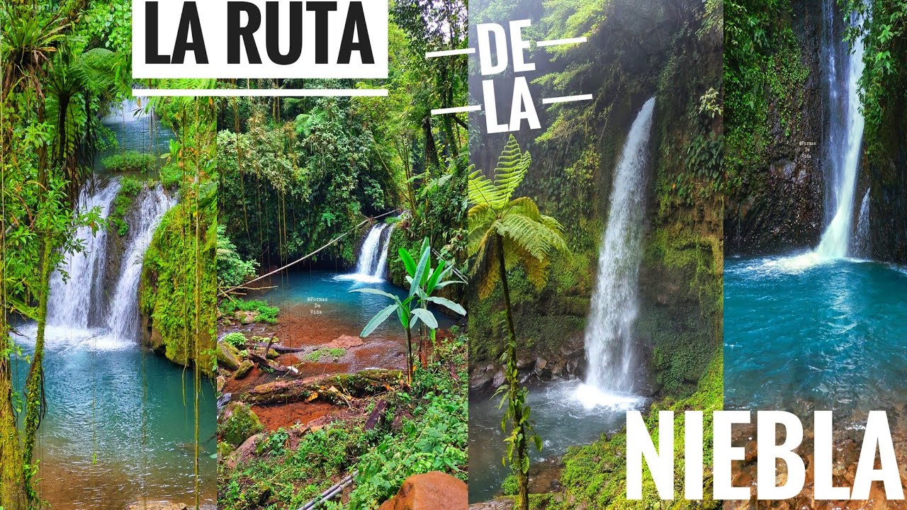 🐼Bosques de bambú y El Breñal en el Pueblo mágico de Teziutlán en el ...