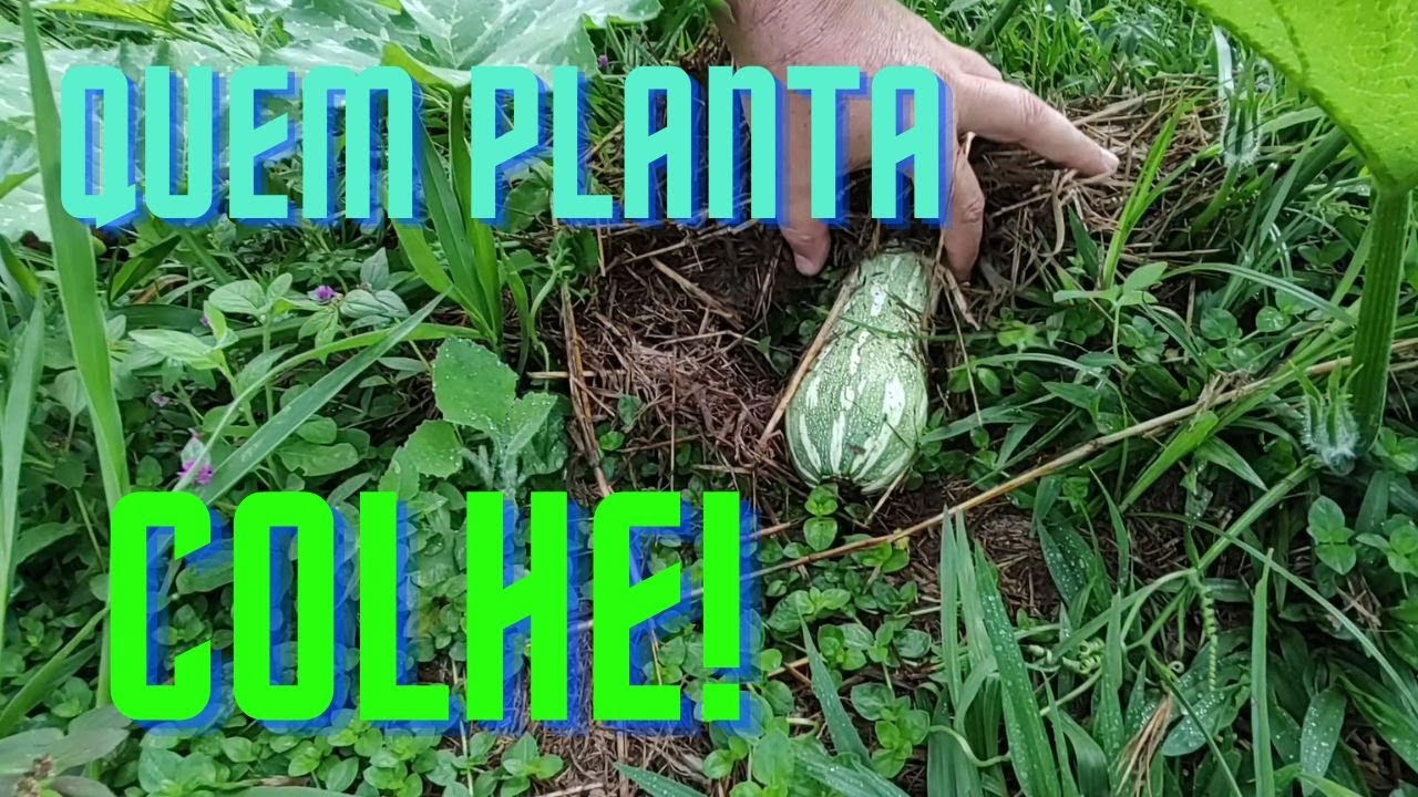 Quem planta colhe! A terra é uma bênção de Deus. - YouTube