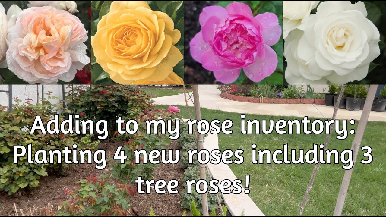 Adding 4 new roses to my inventory - you can.never have too many roses ...