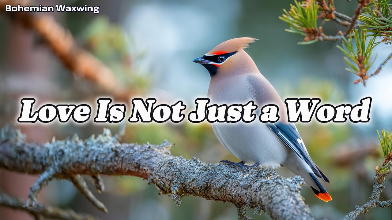 Love Is Not Just a Word | Emotional Pop Ballad - YouTube