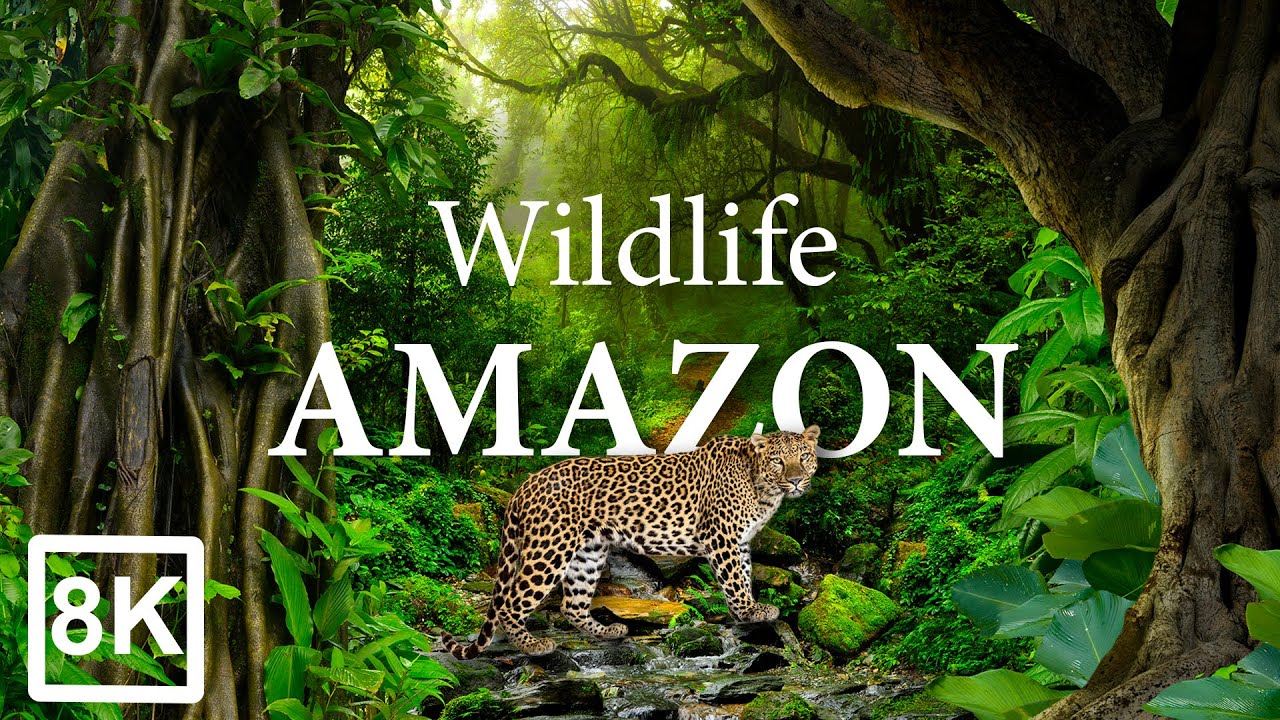 Colorful Amazon Animals in 8K Ultra-HD HDR (60 fps). - YouTube
