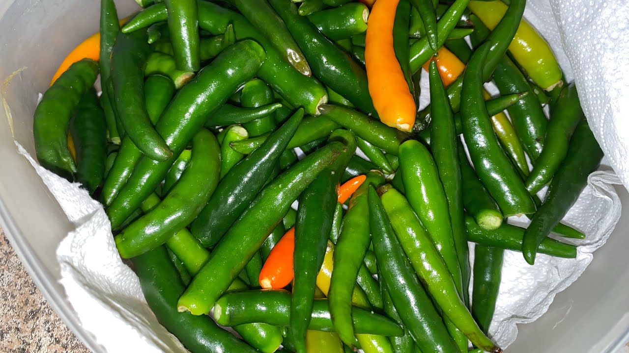 How to store Green Chillies for months | It tend to spoil fast in the ...
